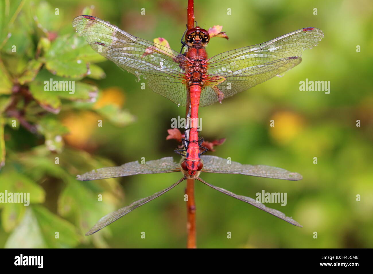 Accouplement de libellule Banque de photographies et d’images à haute ...