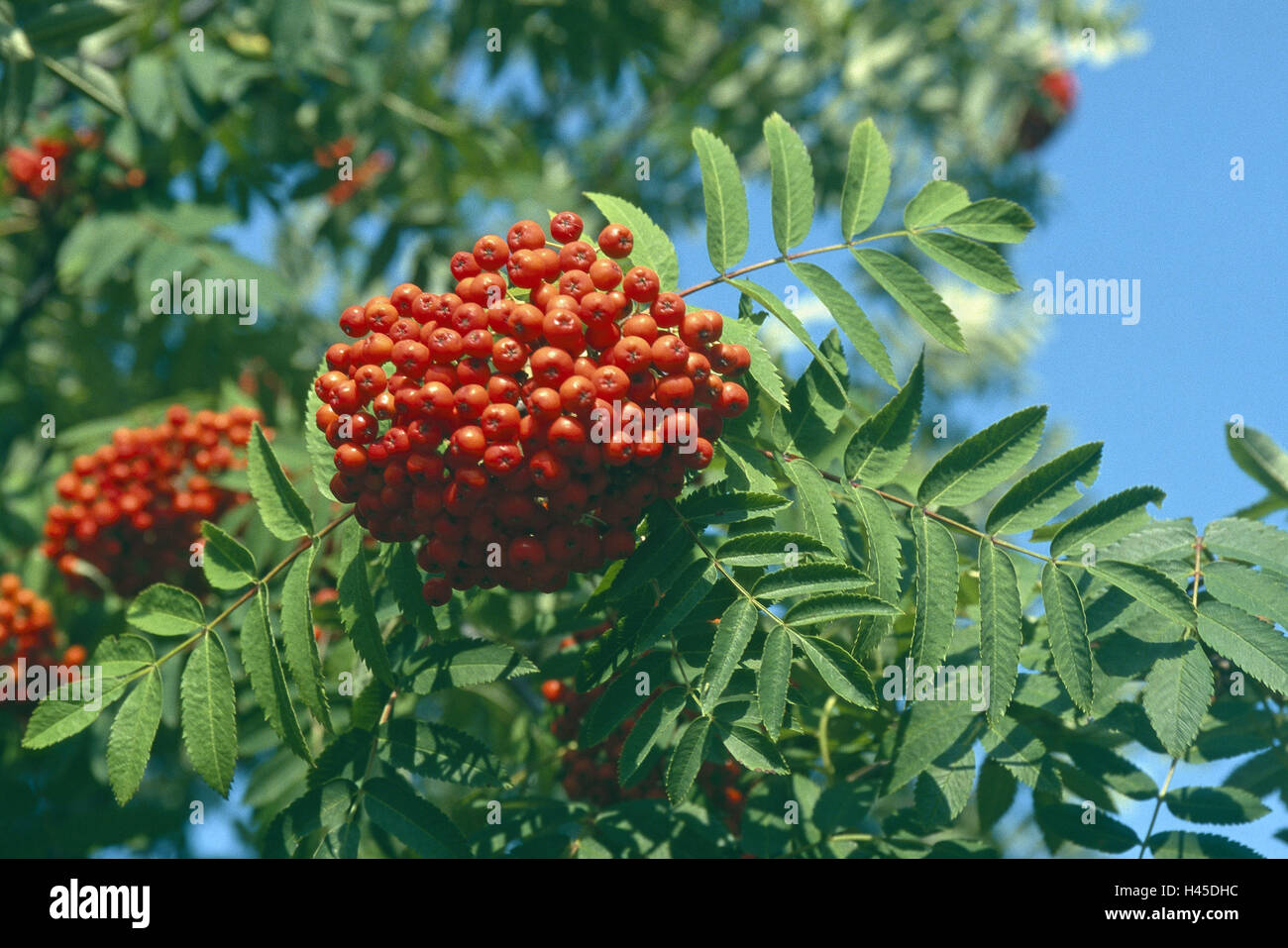 Mountain ash, Sorbus aucuparia, brindilles, feuilles, fruits, plantes ...