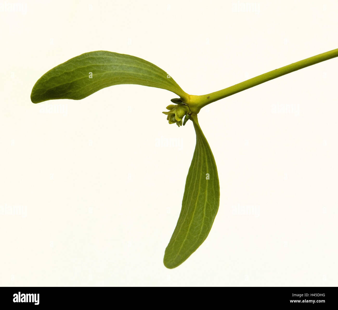 Parasites des plantes Banque de photographies et d’images à haute ...