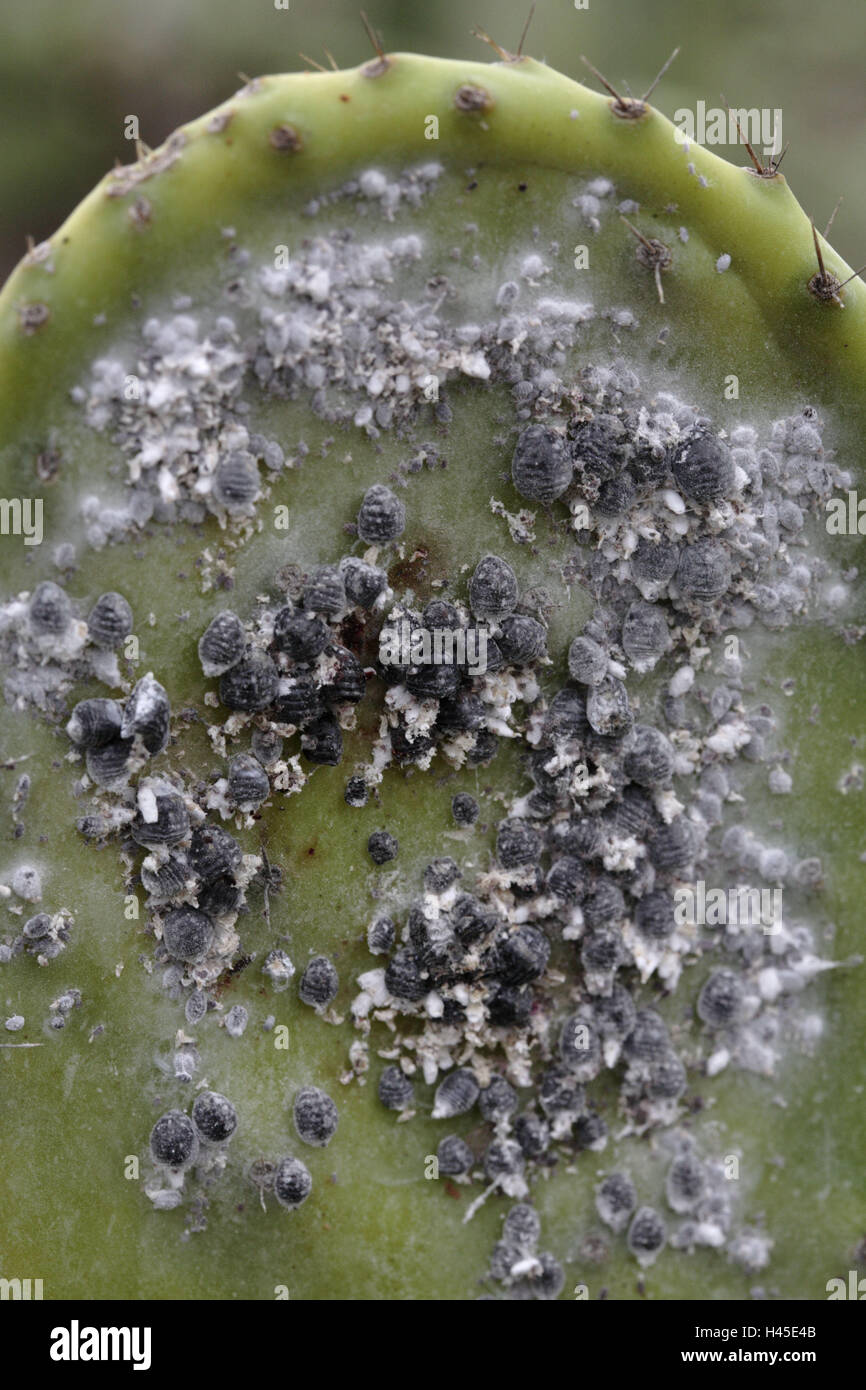 Fig cactus, Cochenillenschildläuse, détail, cactus, plantes, parasites ...