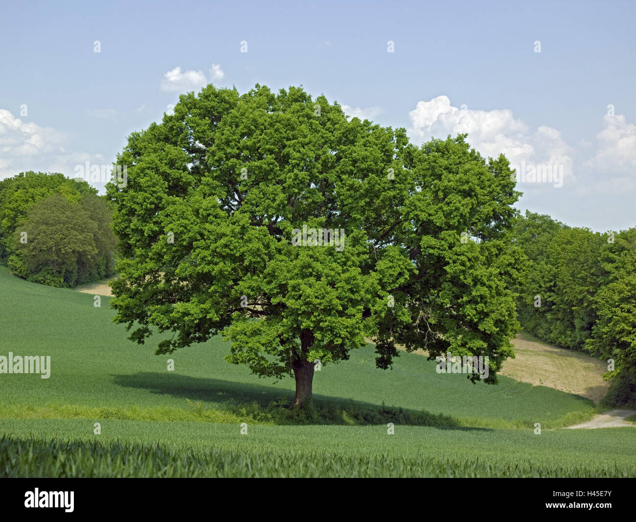 Germany, Bavaria, Karl's Town, chêne, Quercus robur, chêne de l'été ...