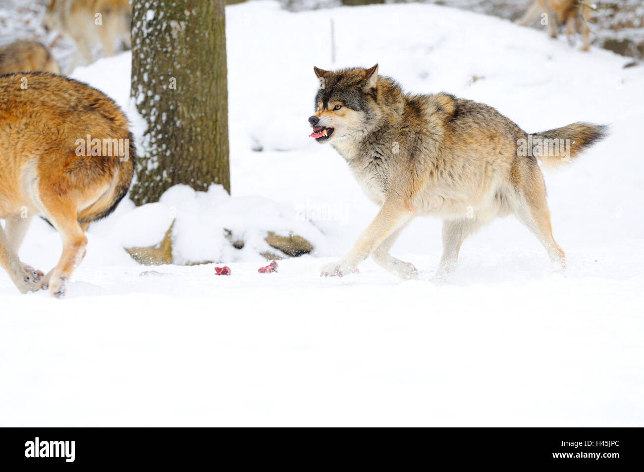 Snarling timber wolf Banque de photographies et d’images à haute ...