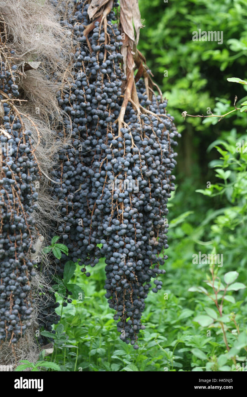 Le chanvre industriel chinois, palmier Trachycarpus fortunei ...