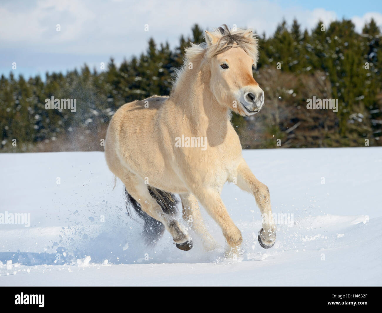 Cheval de fjord norvégien Banque de photographies et d’images à haute ...