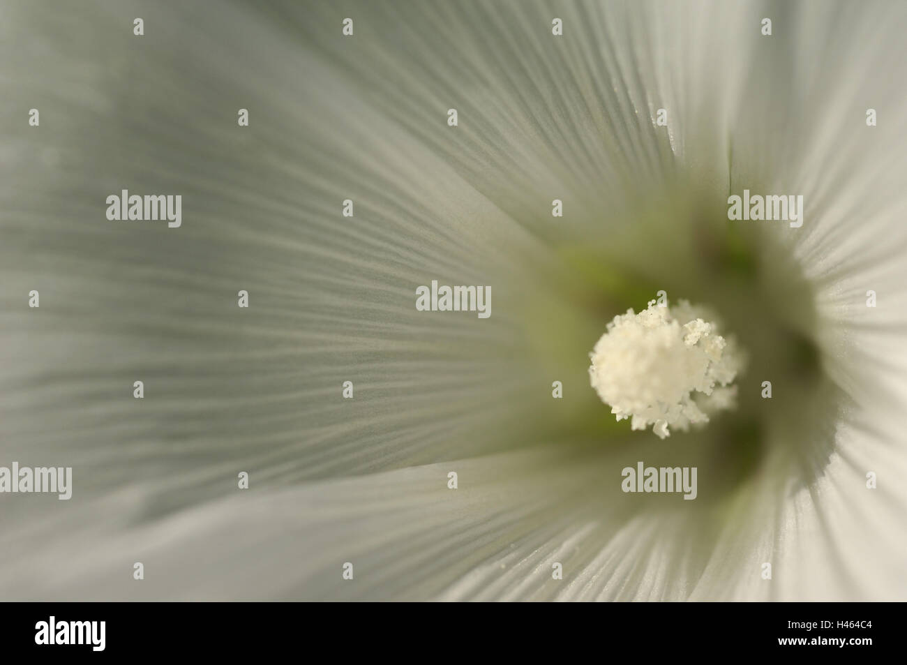 Fleur De Calice Blanc Banque d'image et photos - Alamy