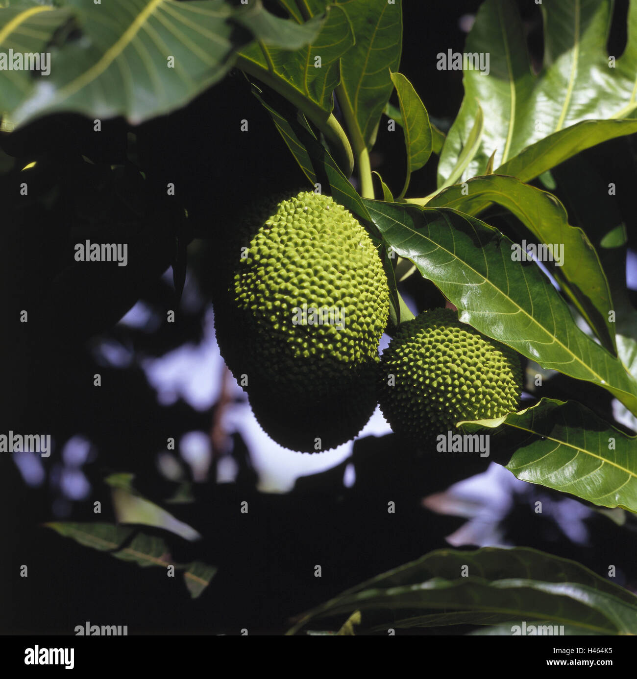 Polynésie Française, Hiva-Oa, arbre à pain, Artocarpus communis ...