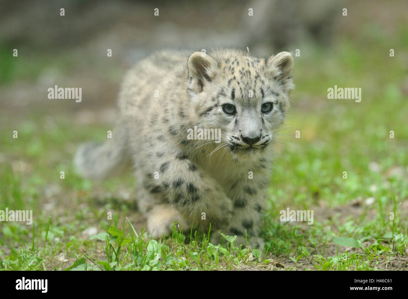 La marche des animaux Banque de photographies et d’images à haute ...