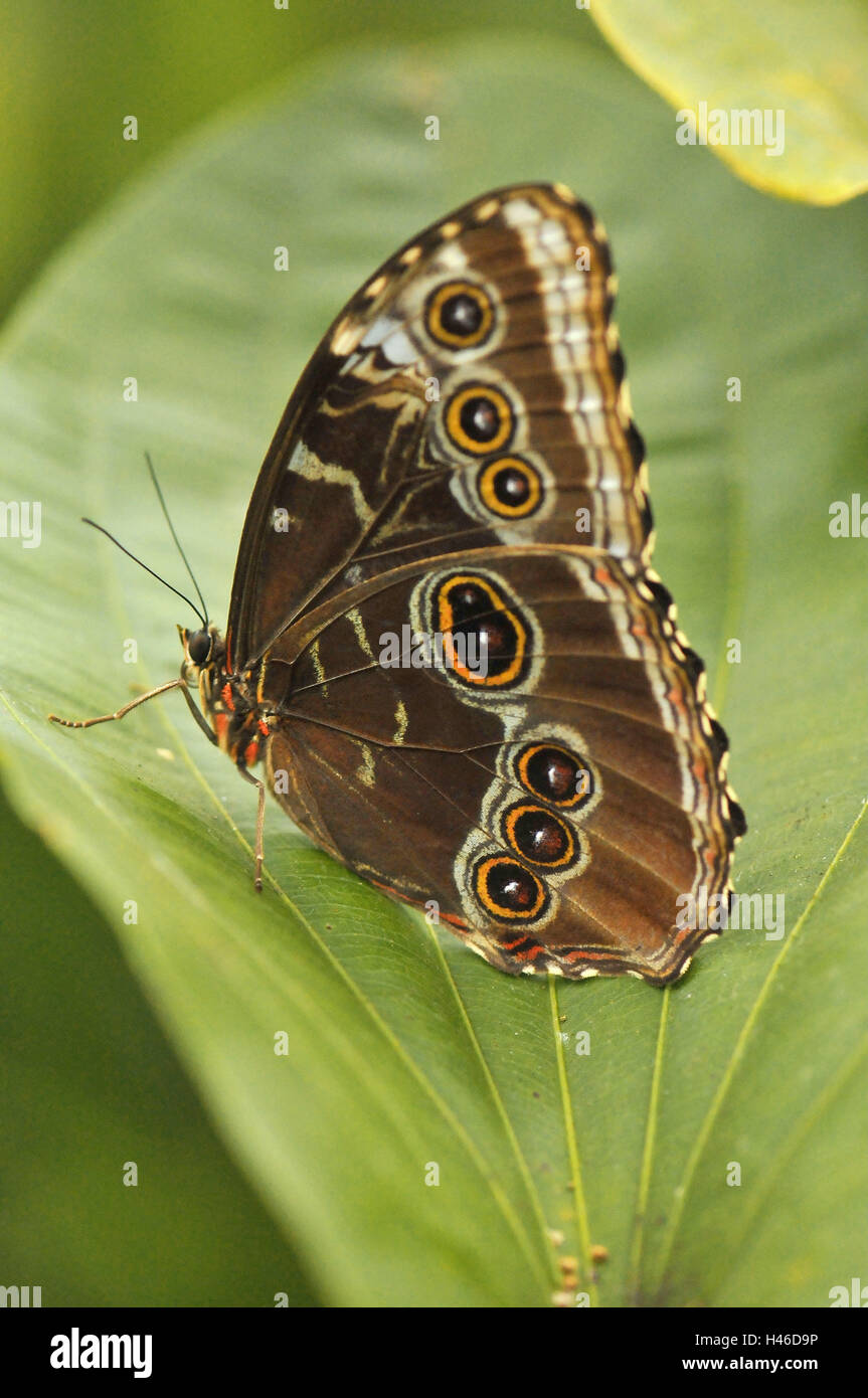 Insectes sur des feuilles de bananier Banque de photographies et d ...