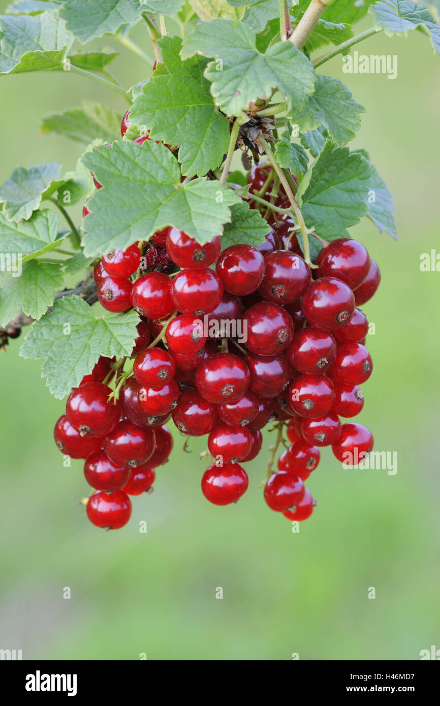 Cassis, mûres, de l'arbuste, baies, rouge, s'accrocher, fruits, Rispen ...