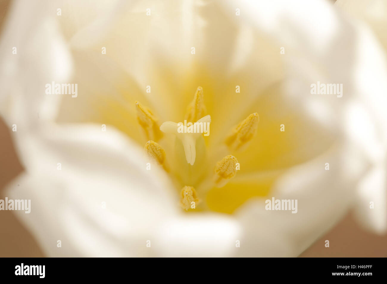 Fleur de calice blanc Banque de photographies et d’images à haute ...