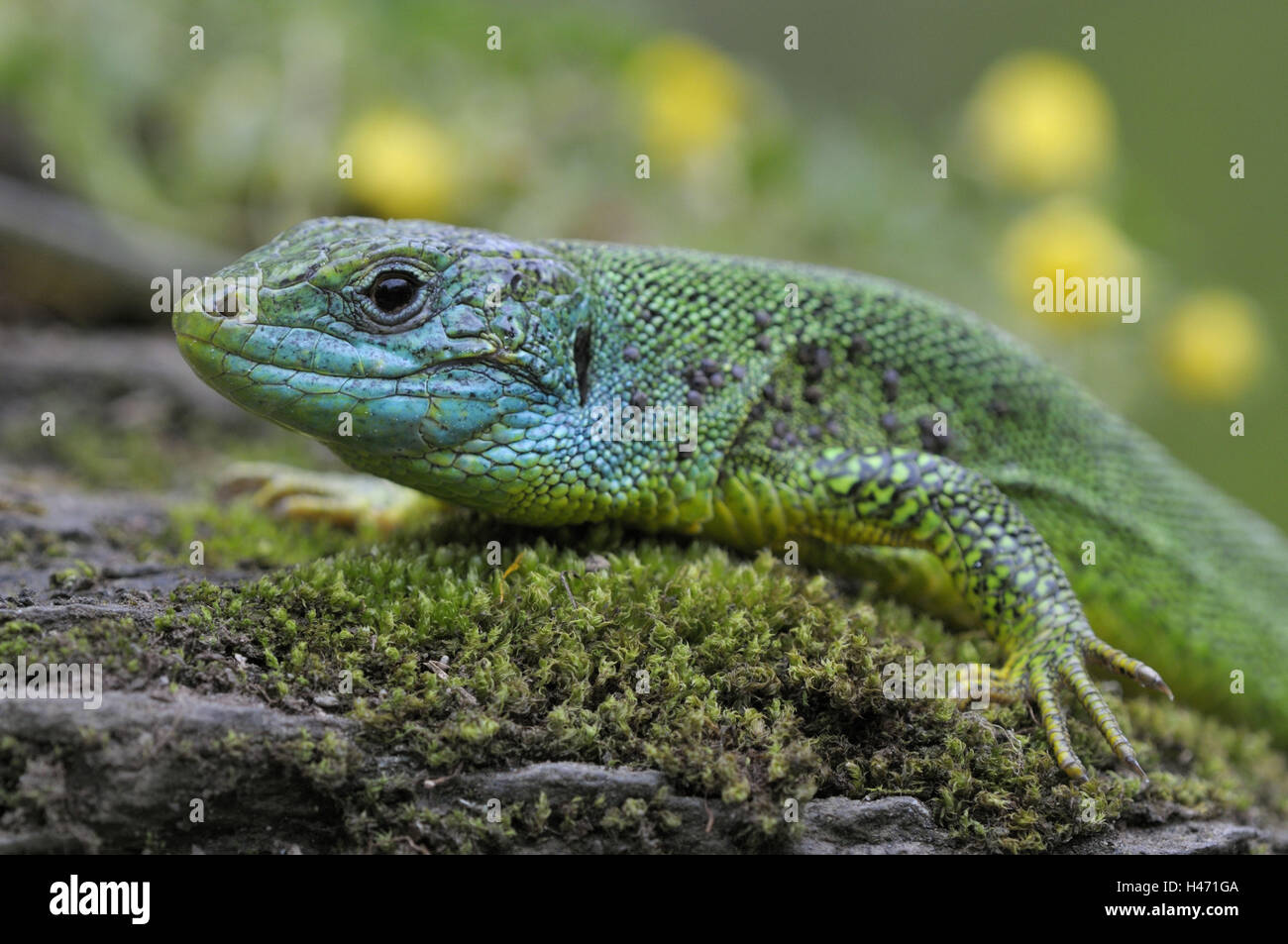 Lézard vert européen, Lacerta viridis Photo Stock - Alamy