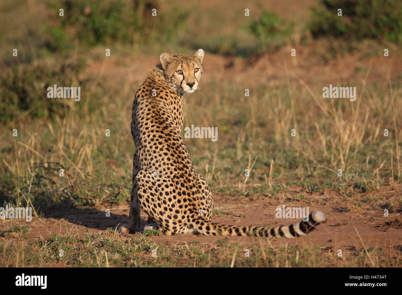 Le guépard se trouve dans la savane Photo Stock - Alamy