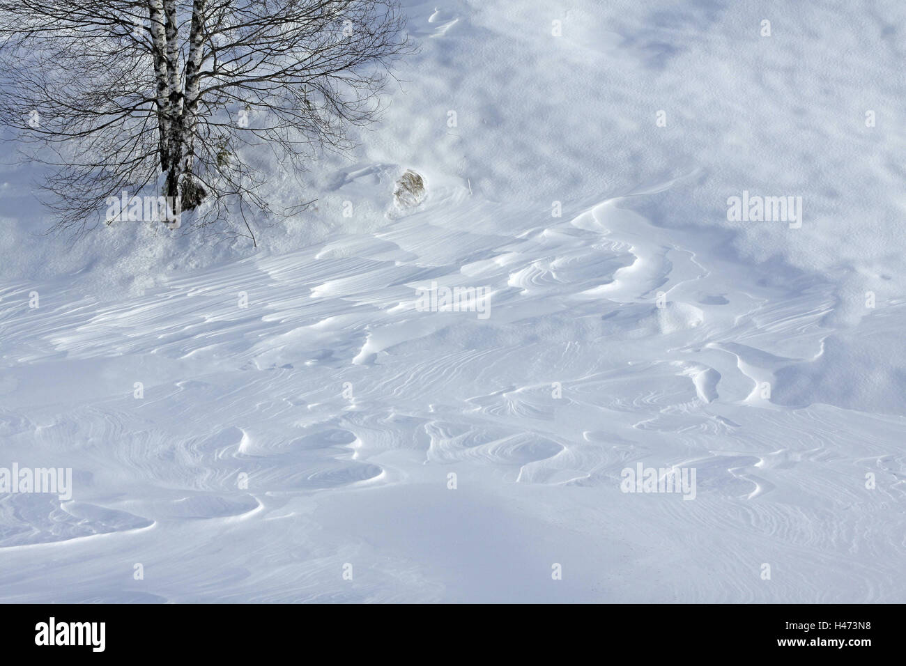 Surface de neige, hiver, arbre, hiver, neige, neige, neige, neige ...