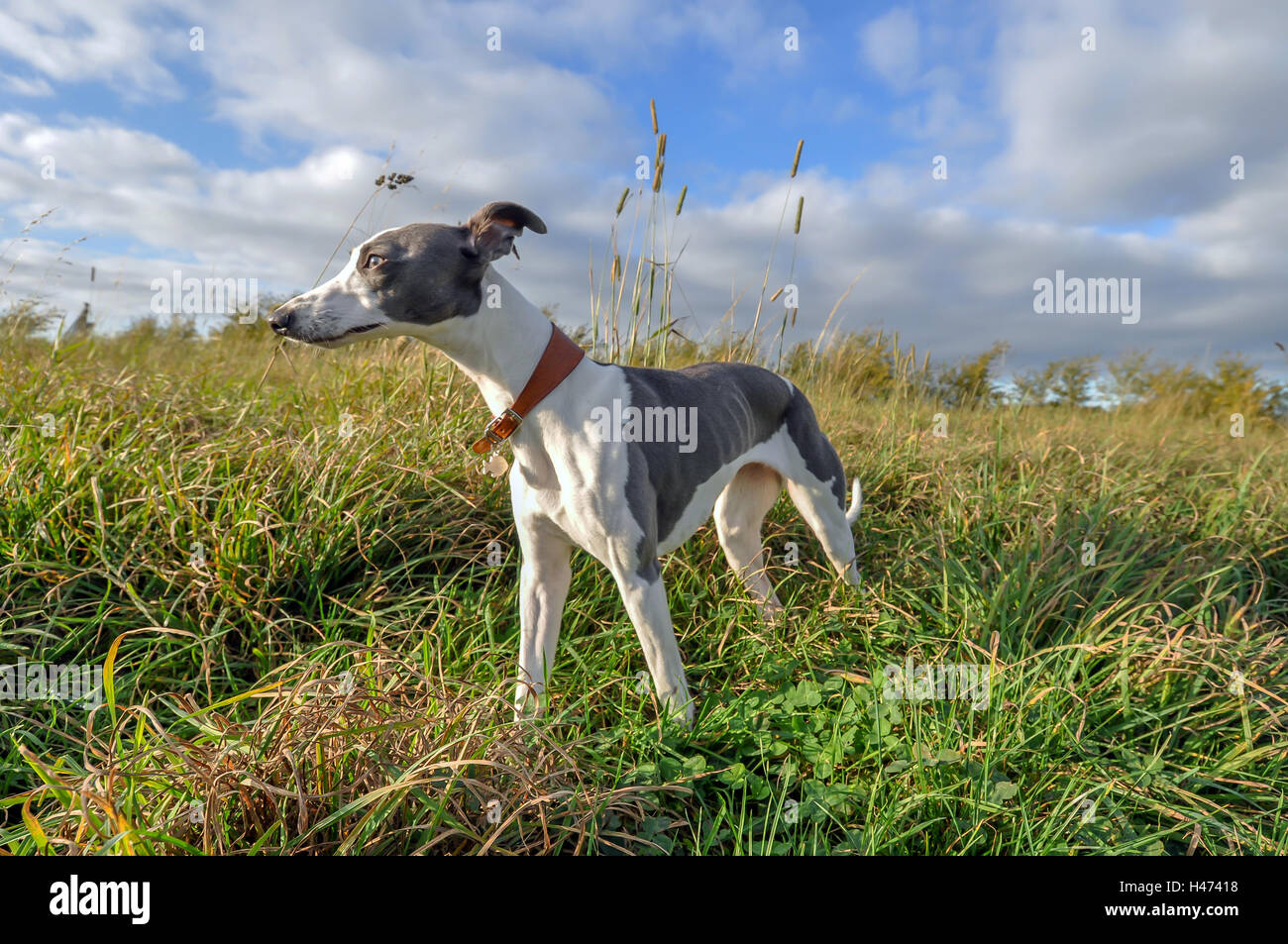 Blue whippet Banque de photographies et d’images à haute résolution - Alamy
