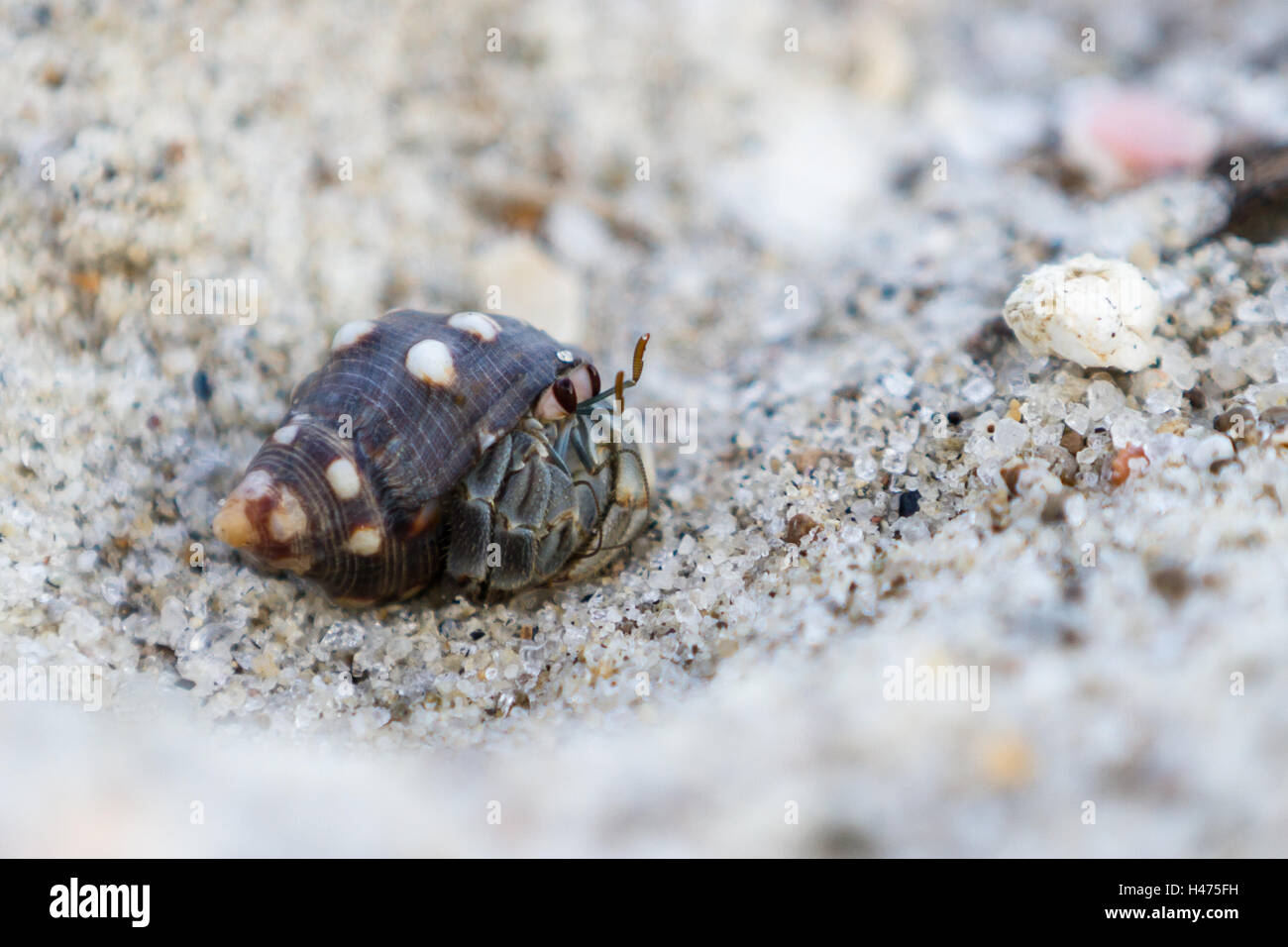 Près d'un petit crabe ermite dans une plage de Panama tropical Photo ...