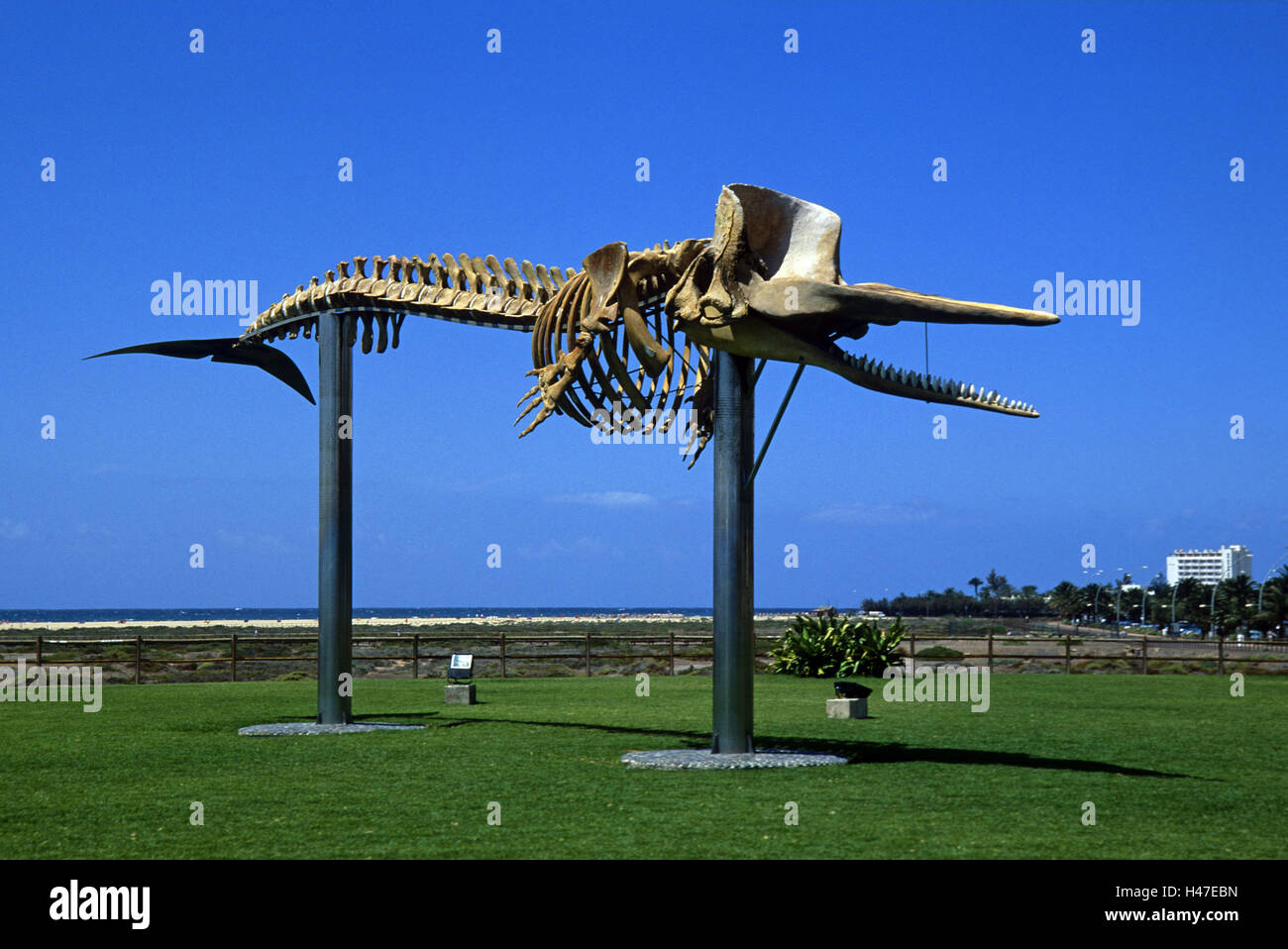 L'Espagne, les Canaries, l'île de Fuerteventura, Jan's slide, squelette ...