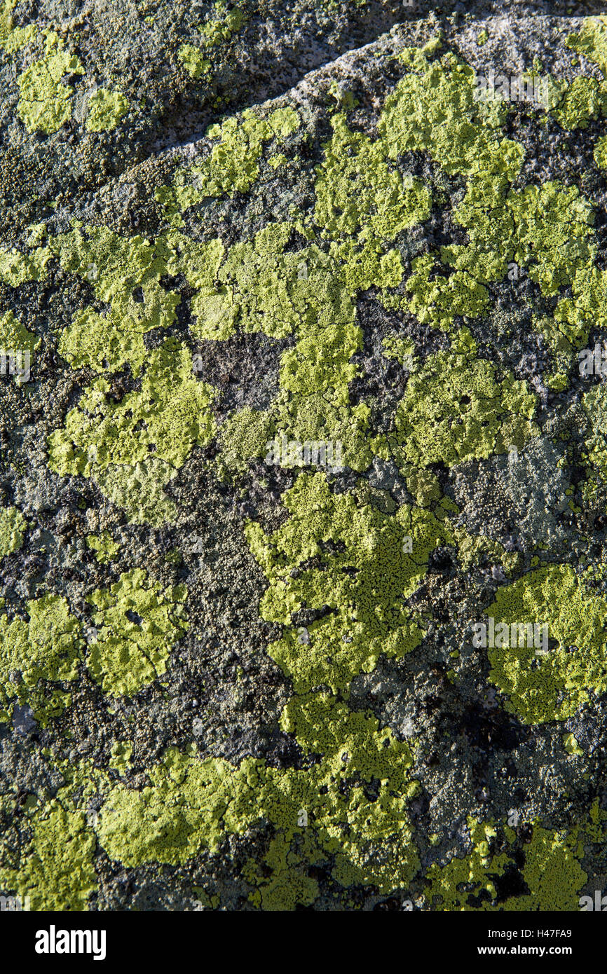 Lichens et lichen Banque de photographies et d’images à haute ...