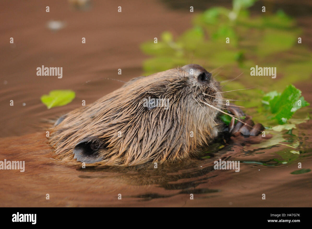 European beaver portrait Banque de photographies et d’images à haute ...