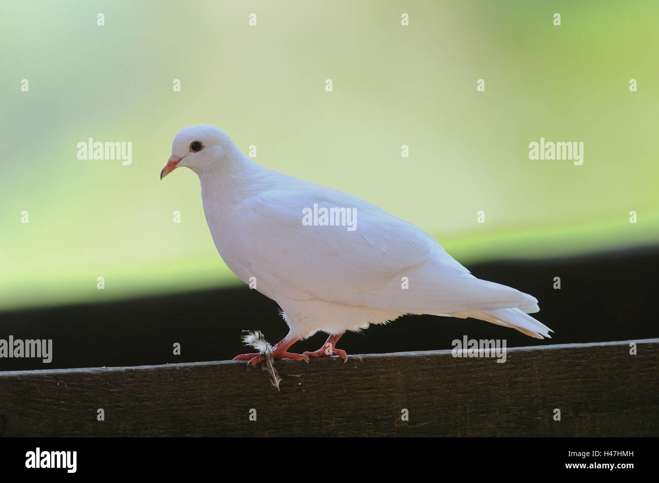 Vue de côté de pigeon Banque de photographies et d’images à haute ...