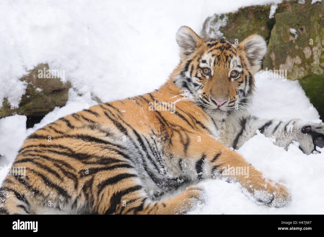 Tigre de Sibérie, Panthera tigris altaica, jeune animal, neige ...
