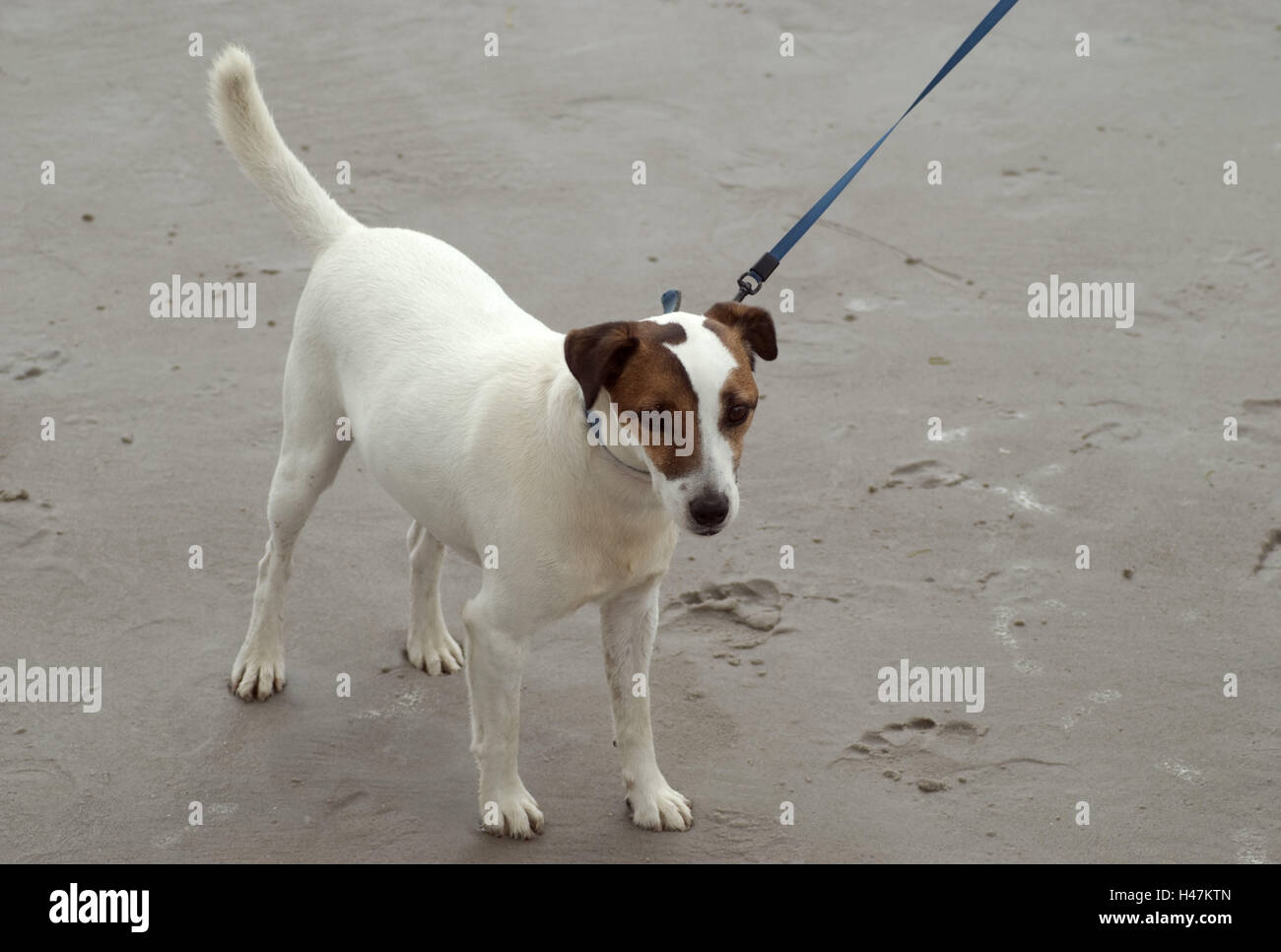 Chien sur la plage Banque de photographies et d’images à haute ...
