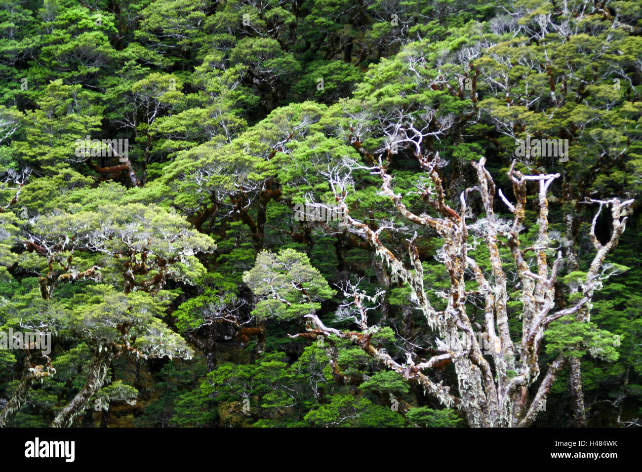 Piste de greenstone Banque de photographies et d’images à haute ...