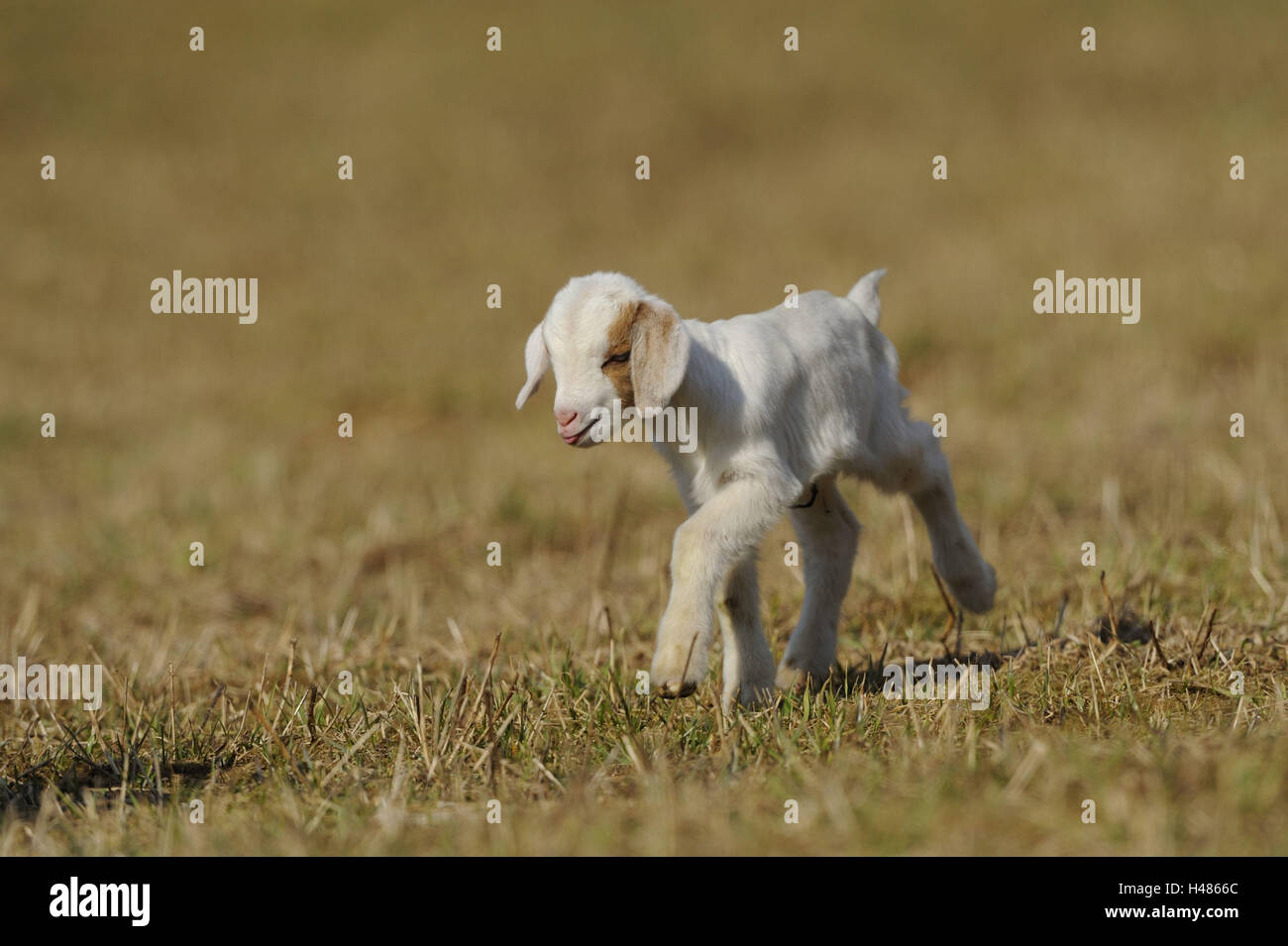 Boer goat Banque de photographies et d’images à haute résolution - Alamy