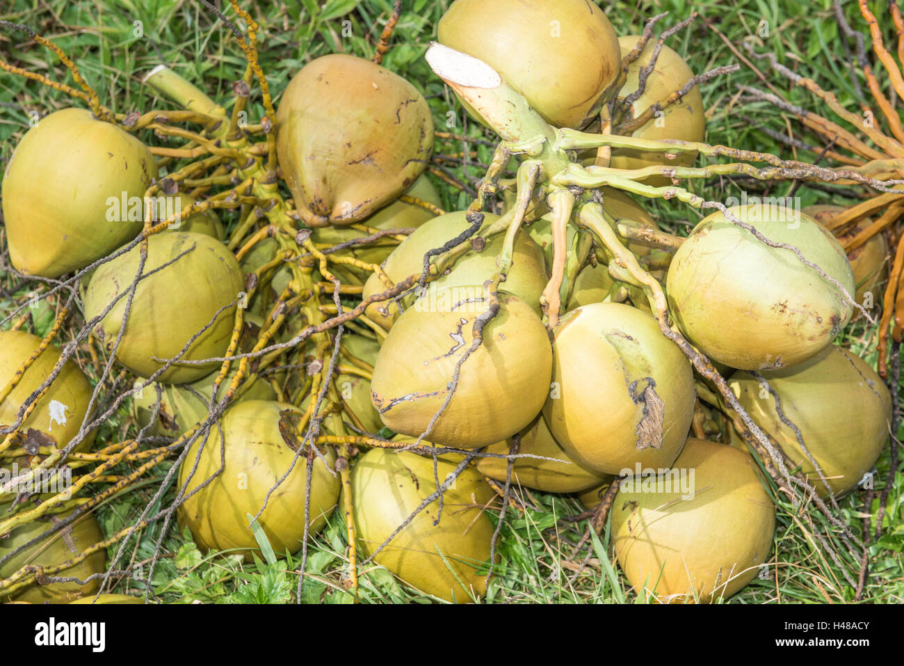 Grappe de noix de coco Banque de photographies et d’images à haute ...