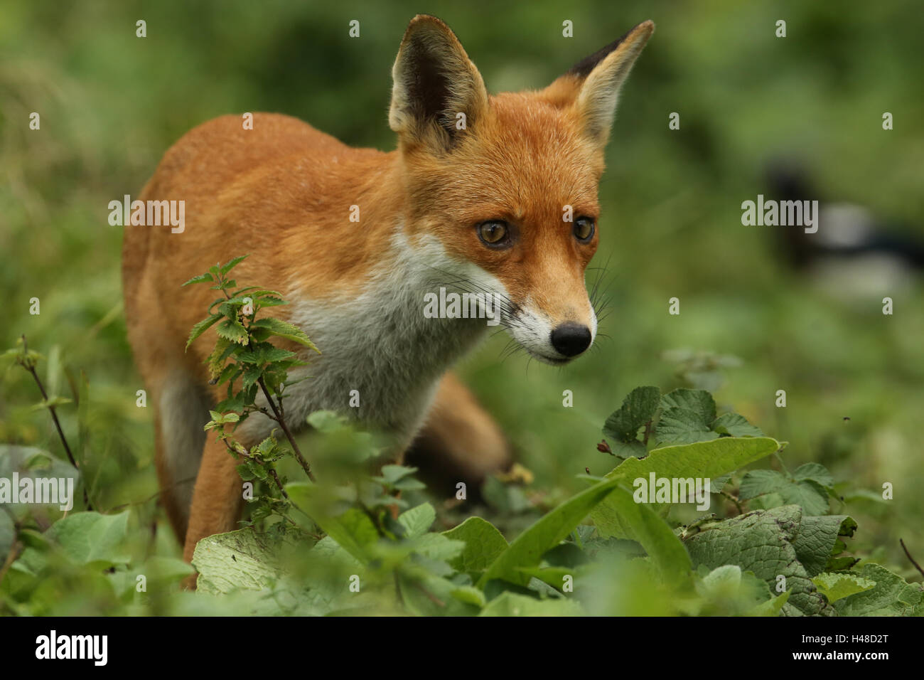 Renard de chasse Banque de photographies et d’images à haute résolution ...