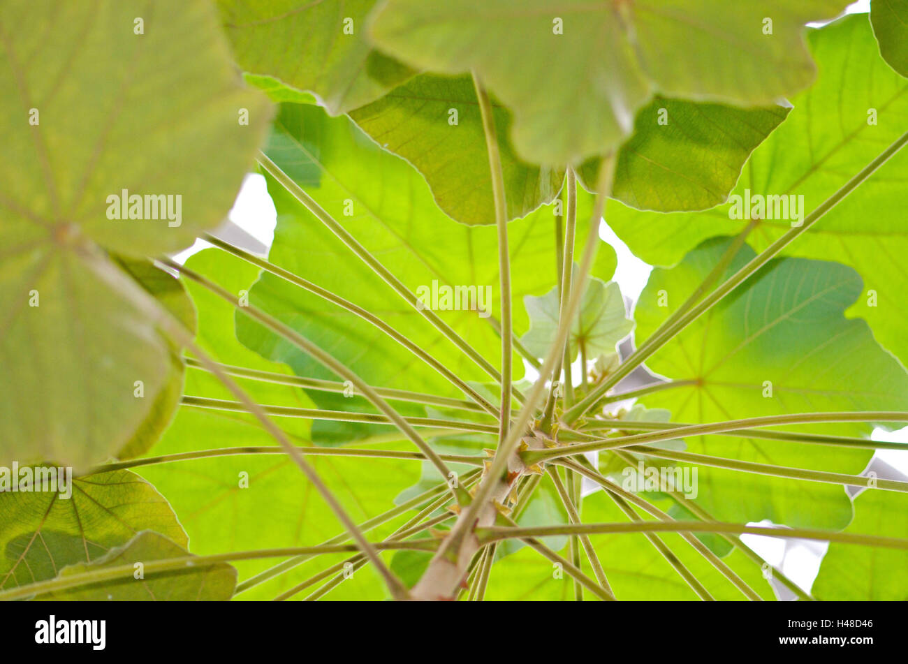 Arbre de balsa Banque de photographies et d’images à haute résolution ...