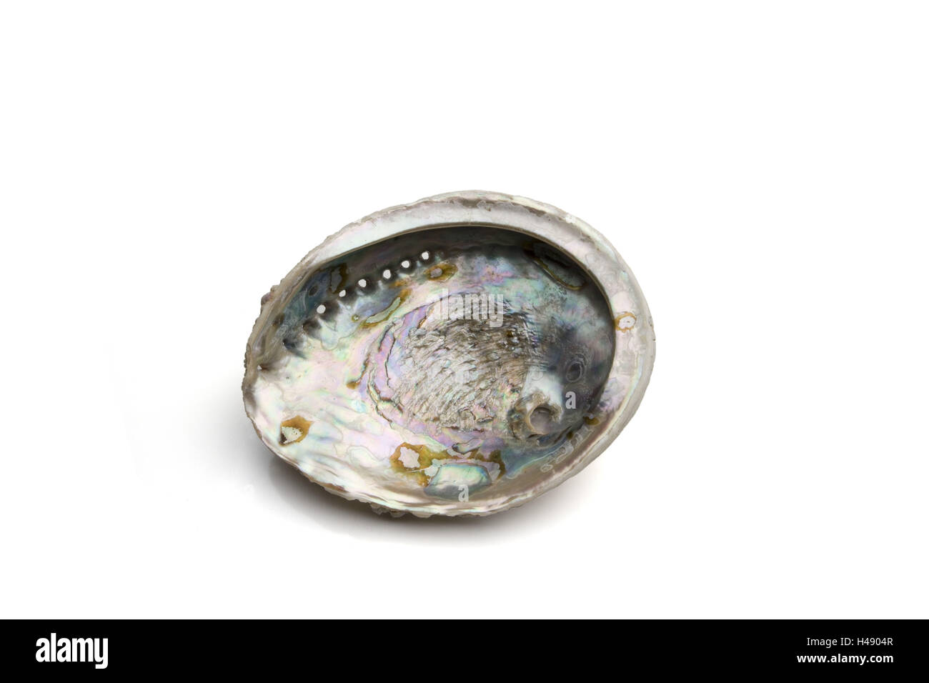 Oreille de mer Banque de photographies et d’images à haute résolution ...