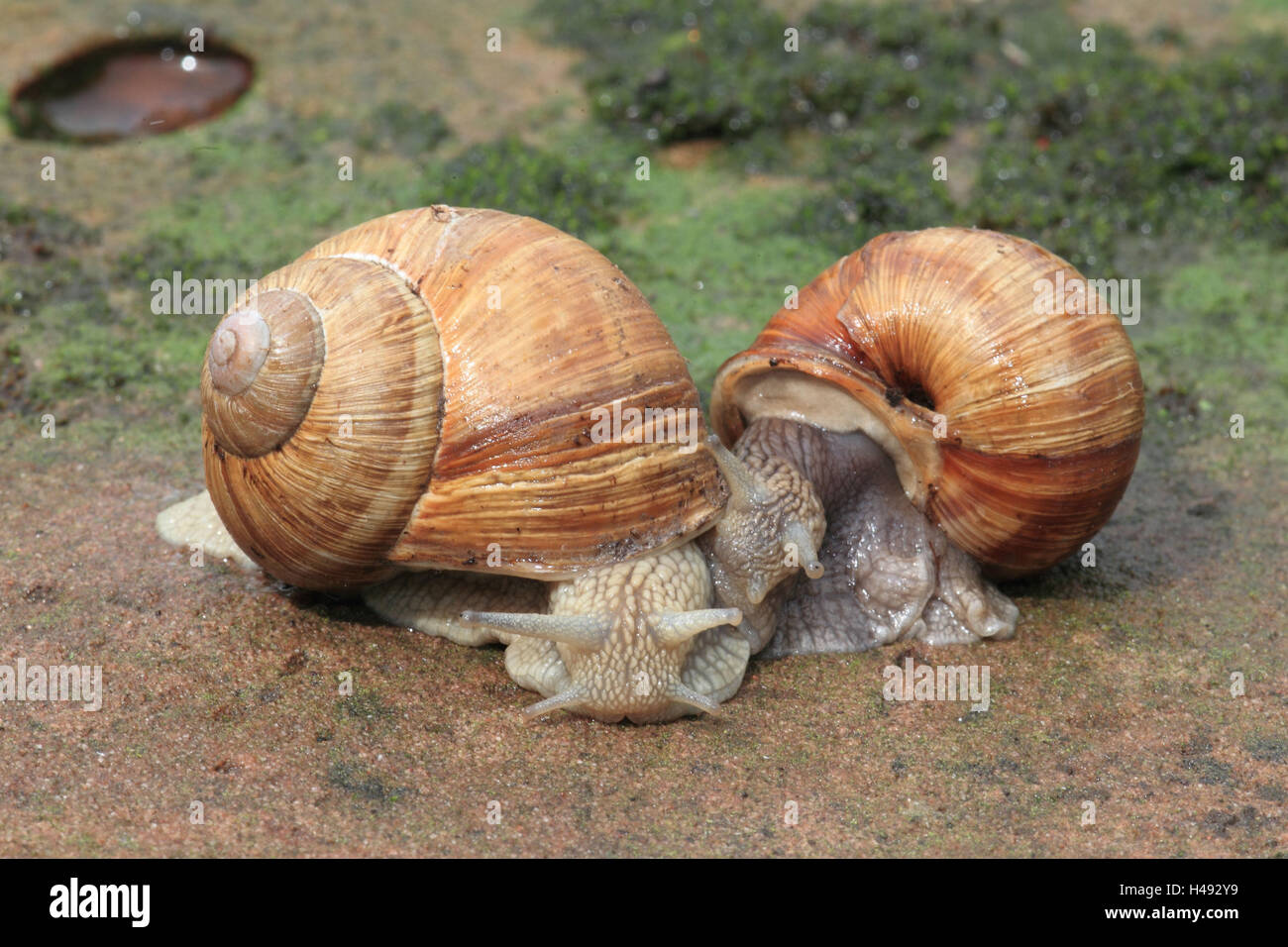 Accouplement de deux escargots Banque de photographies et d’images à ...