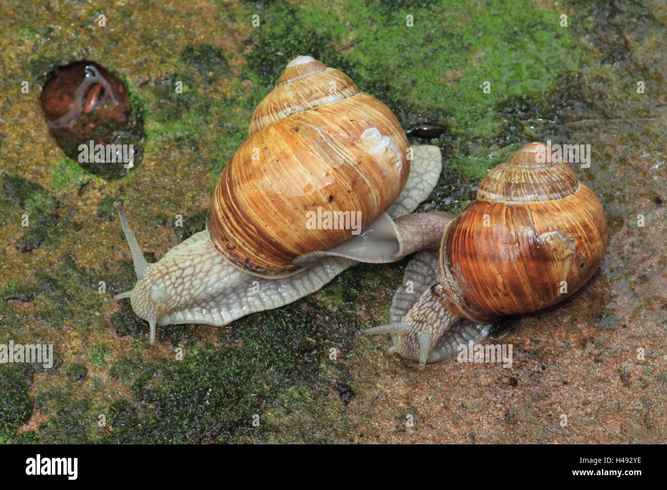 Accouplement de deux escargots Banque de photographies et d’images à ...