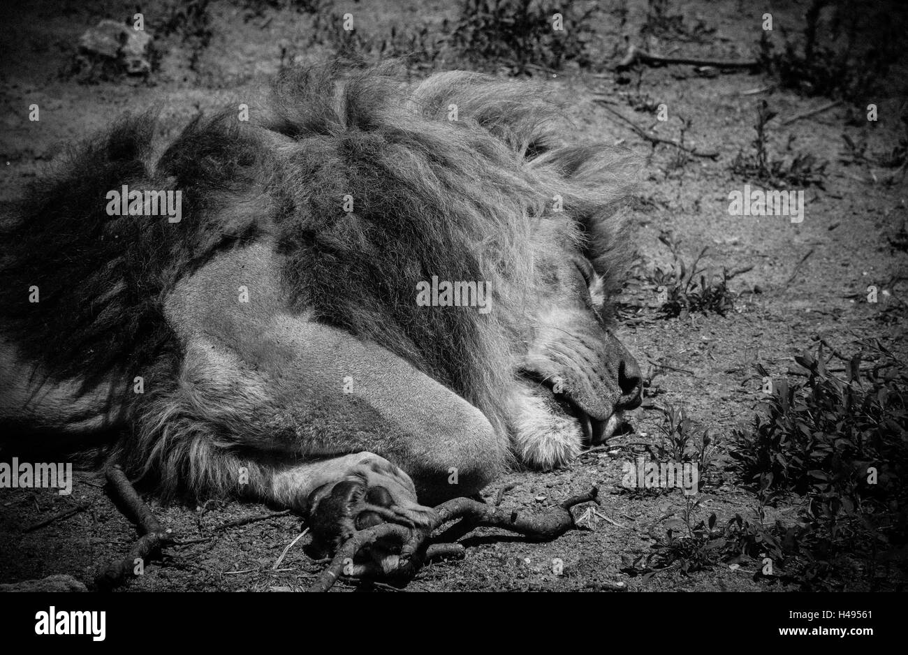 Lion endormi Banque de photographies et d’images à haute résolution - Alamy