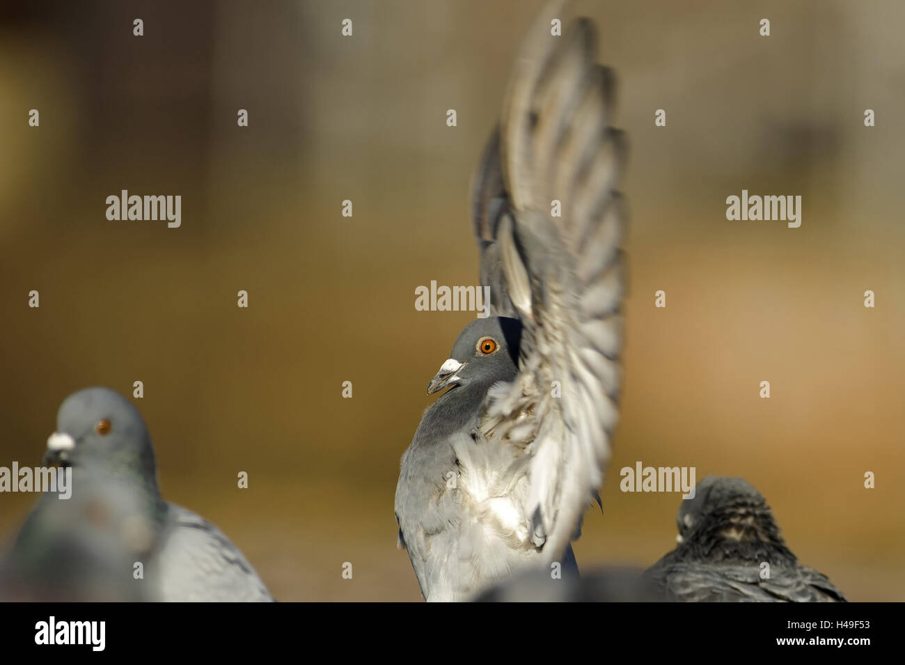 Accouplement des pigeons Banque de photographies et d’images à haute ...