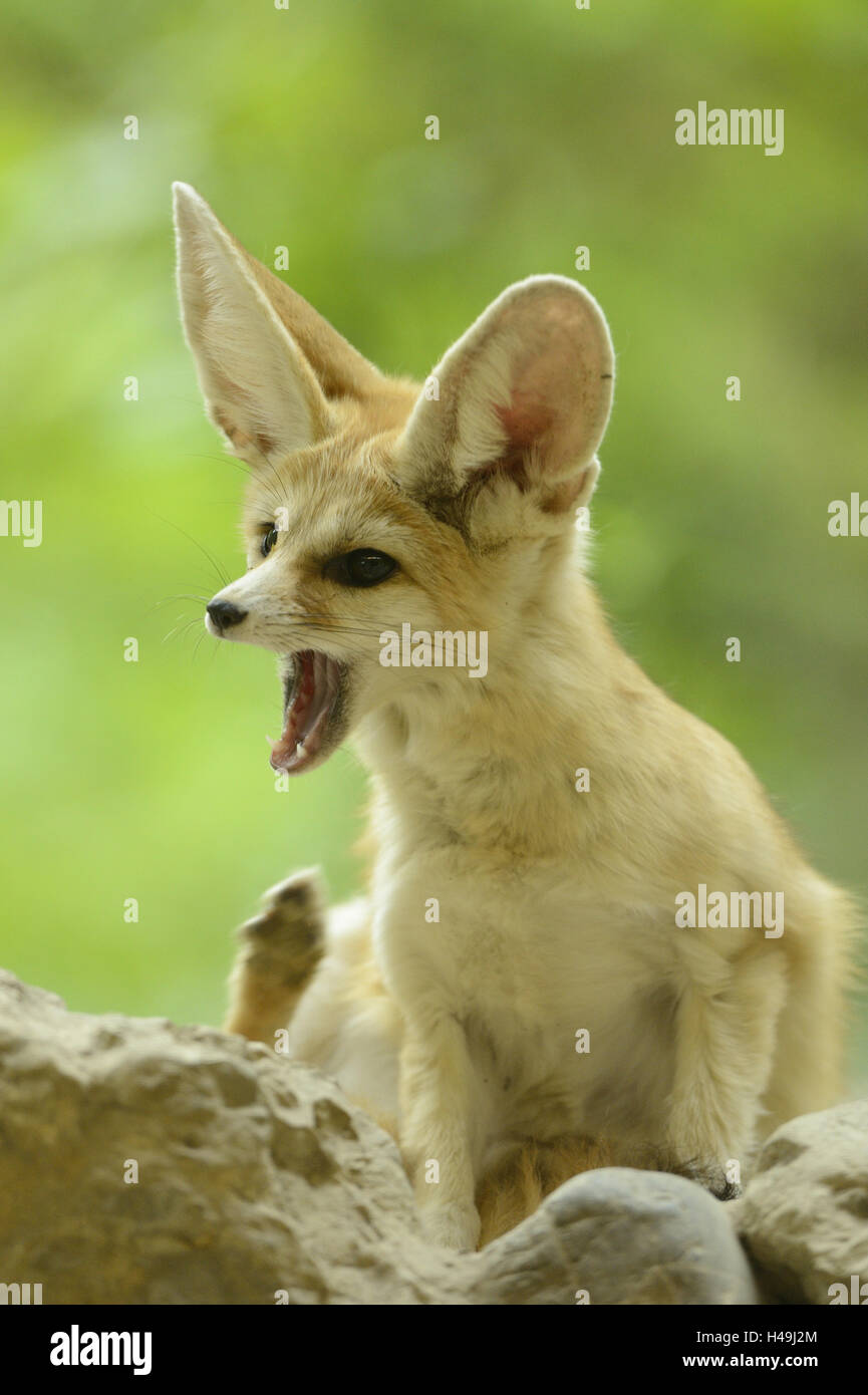 Vulpes zerda Banque de photographies et d’images à haute résolution - Alamy