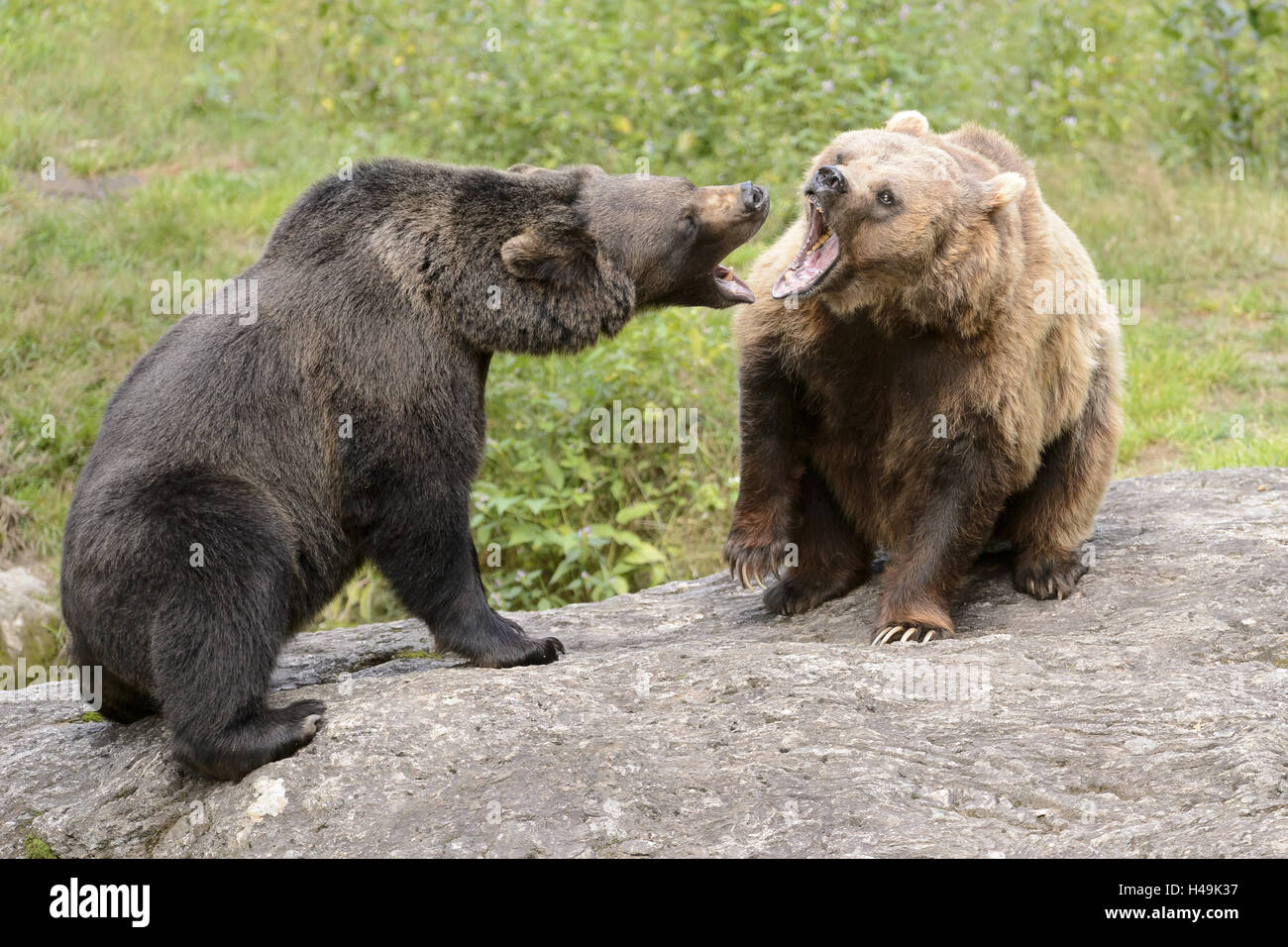Combat D'ours Brun Banque d'image et photos - Alamy