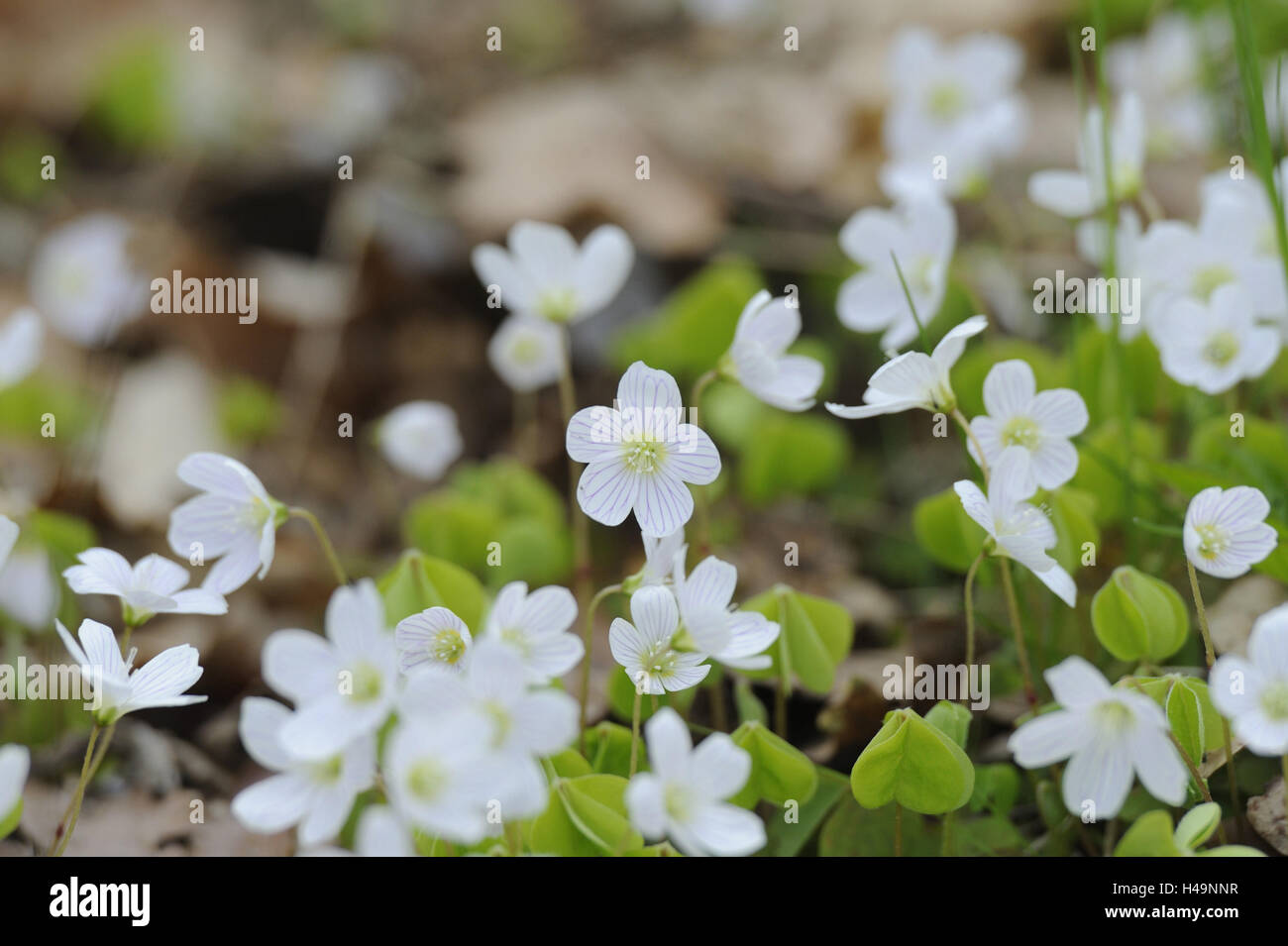 Wood sorrel oxalis acetosella Banque de photographies et d’images à ...