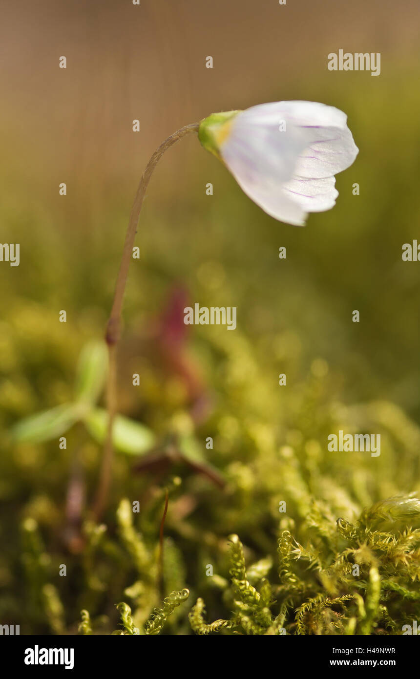 Fleur de trèfle, trèfle, Trifolium uniflorum Photo Stock - Alamy