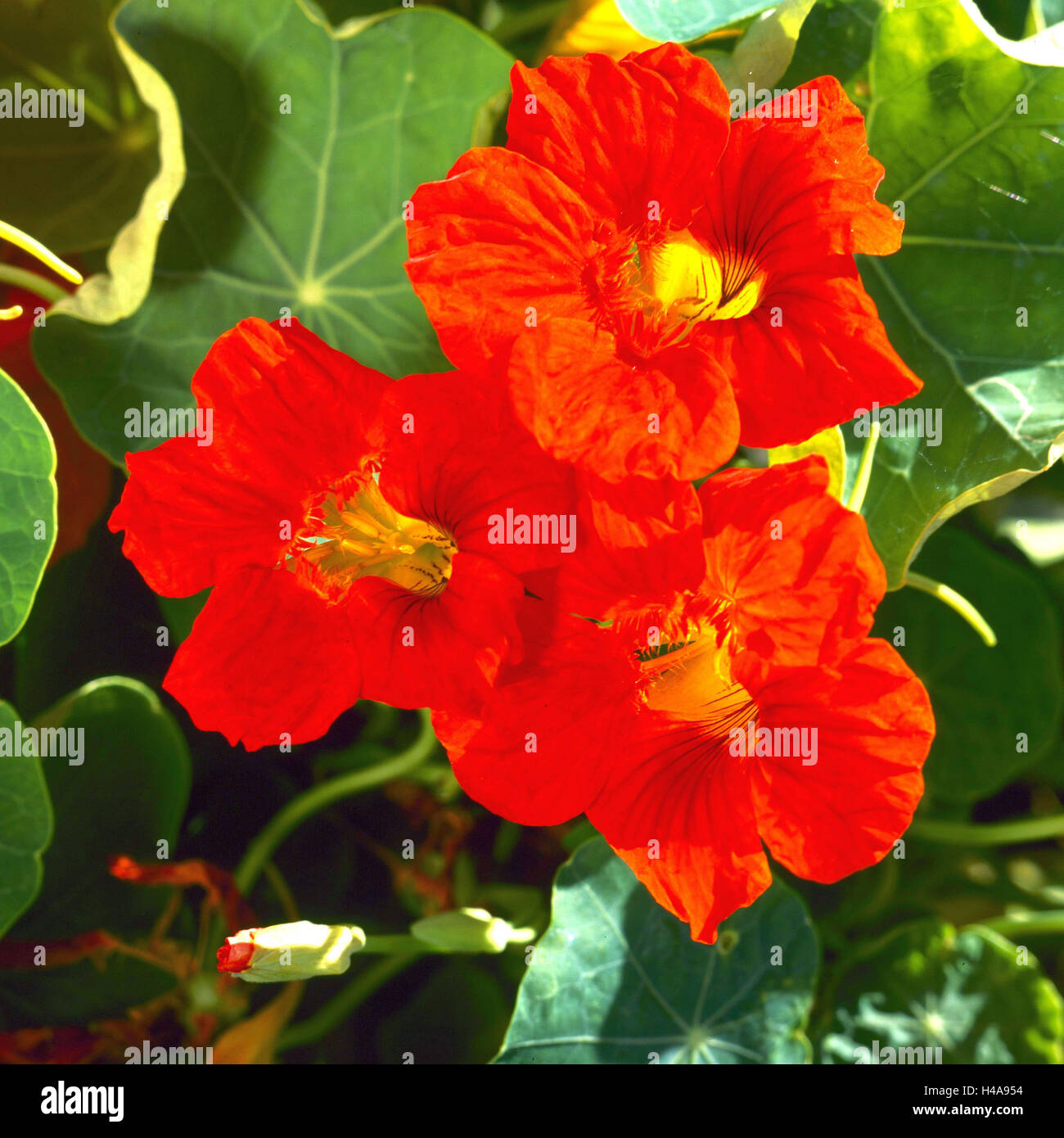 Plantes et fleurs de capucines Banque de photographies et d’images à ...