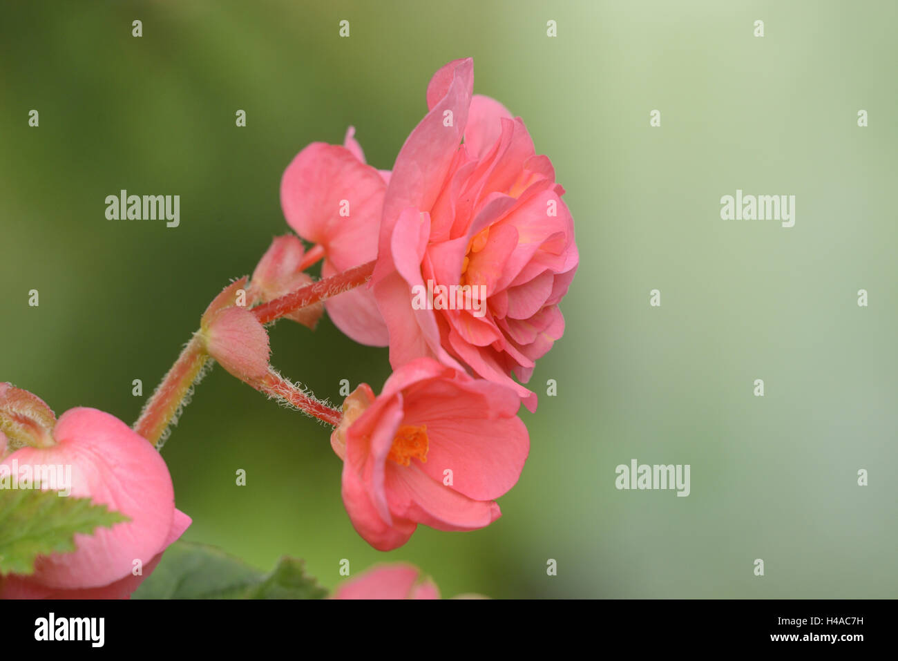 Begonia Elatior hybrides, Begonia hiemalis, moyen × close-up, s ...