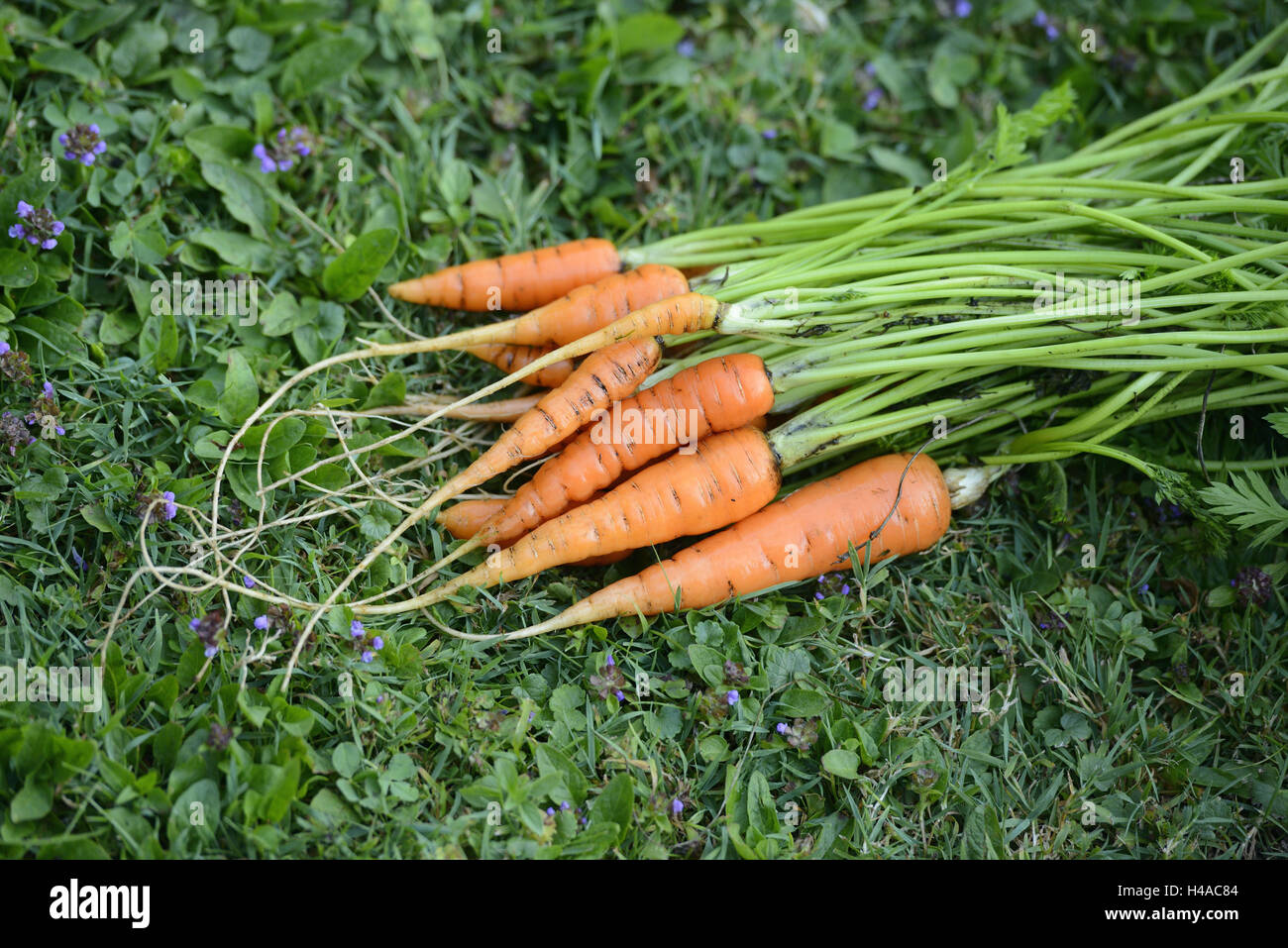 Carrot daucus carota subsp sativus Banque de photographies et d’images ...
