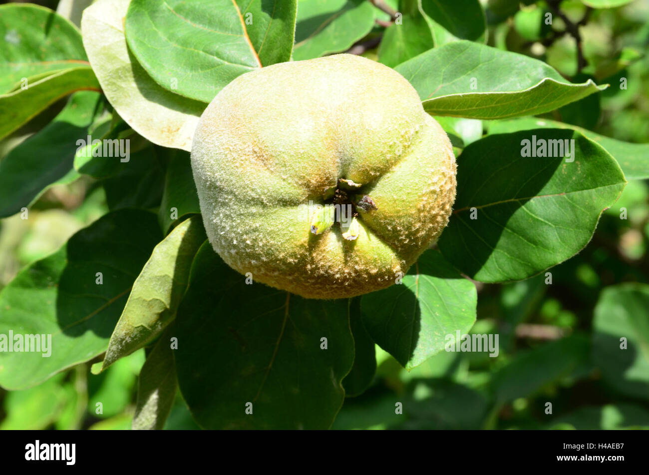 Arbre fruitier, de coing, de fruits Photo Stock - Alamy