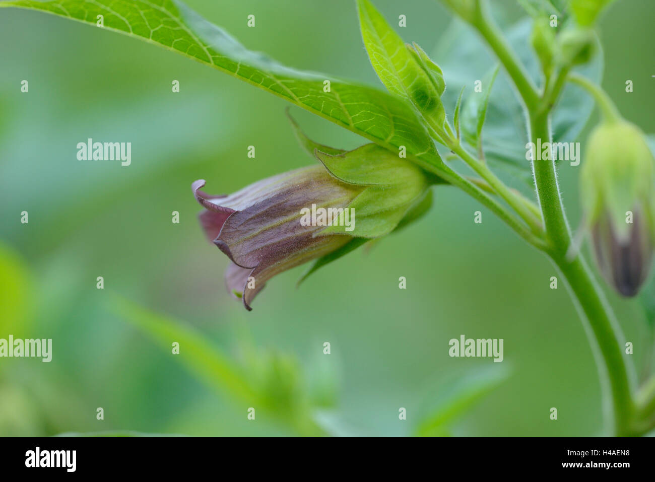Atropa belladonna Banque de photographies et d’images à haute ...