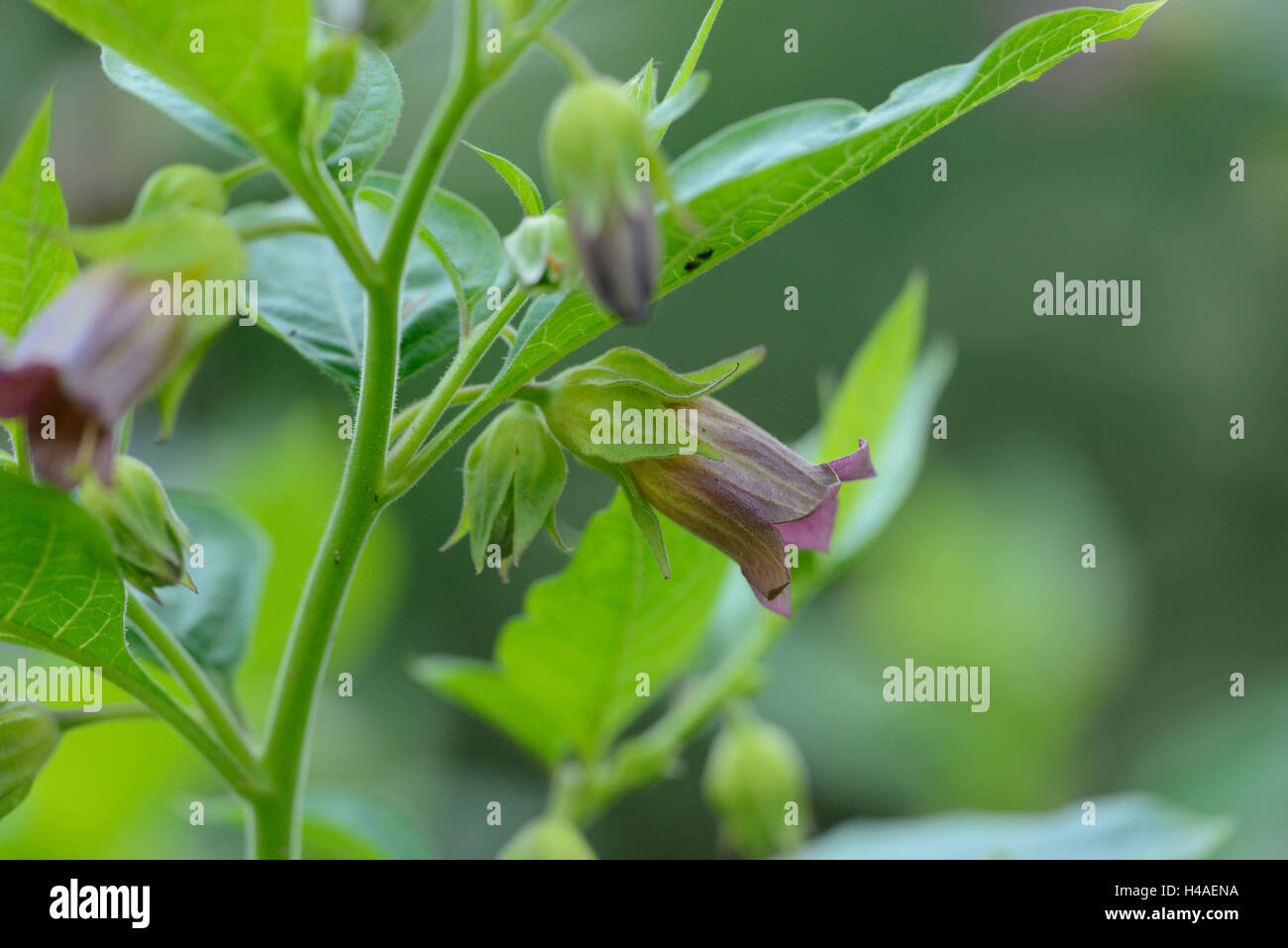Atropa belladonna Banque de photographies et d’images à haute ...