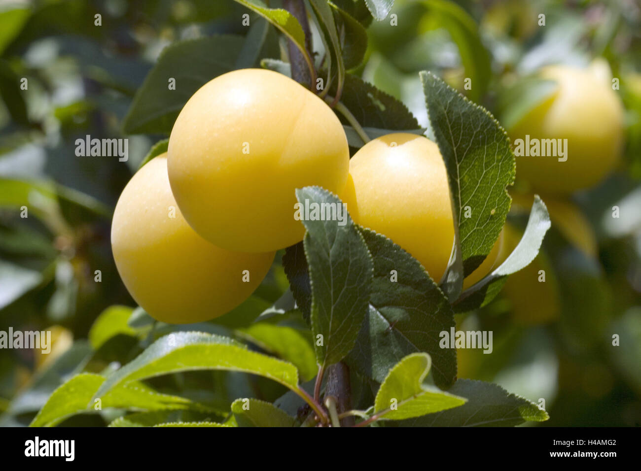 Arbre mirabelles Banque de photographies et d’images à haute résolution ...