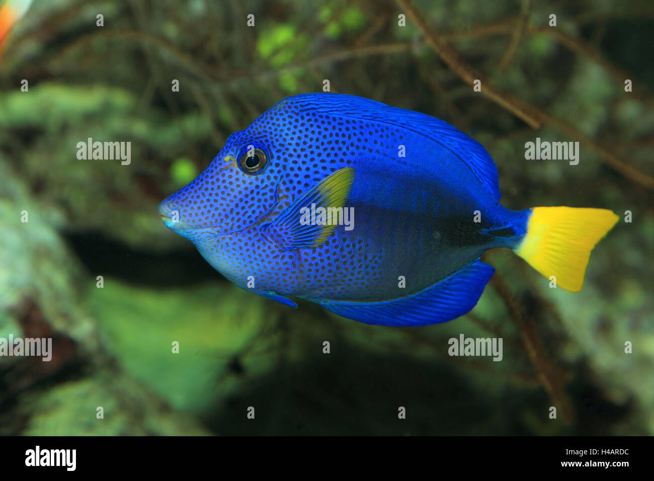 Poisson queue jaune et bleu Banque de photographies et d’images à haute ...