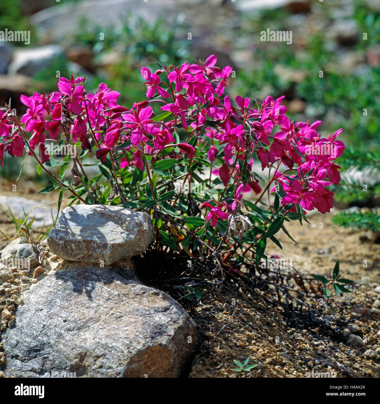 Dwarf fireweed epilobium latifolium Banque de photographies et d’images ...