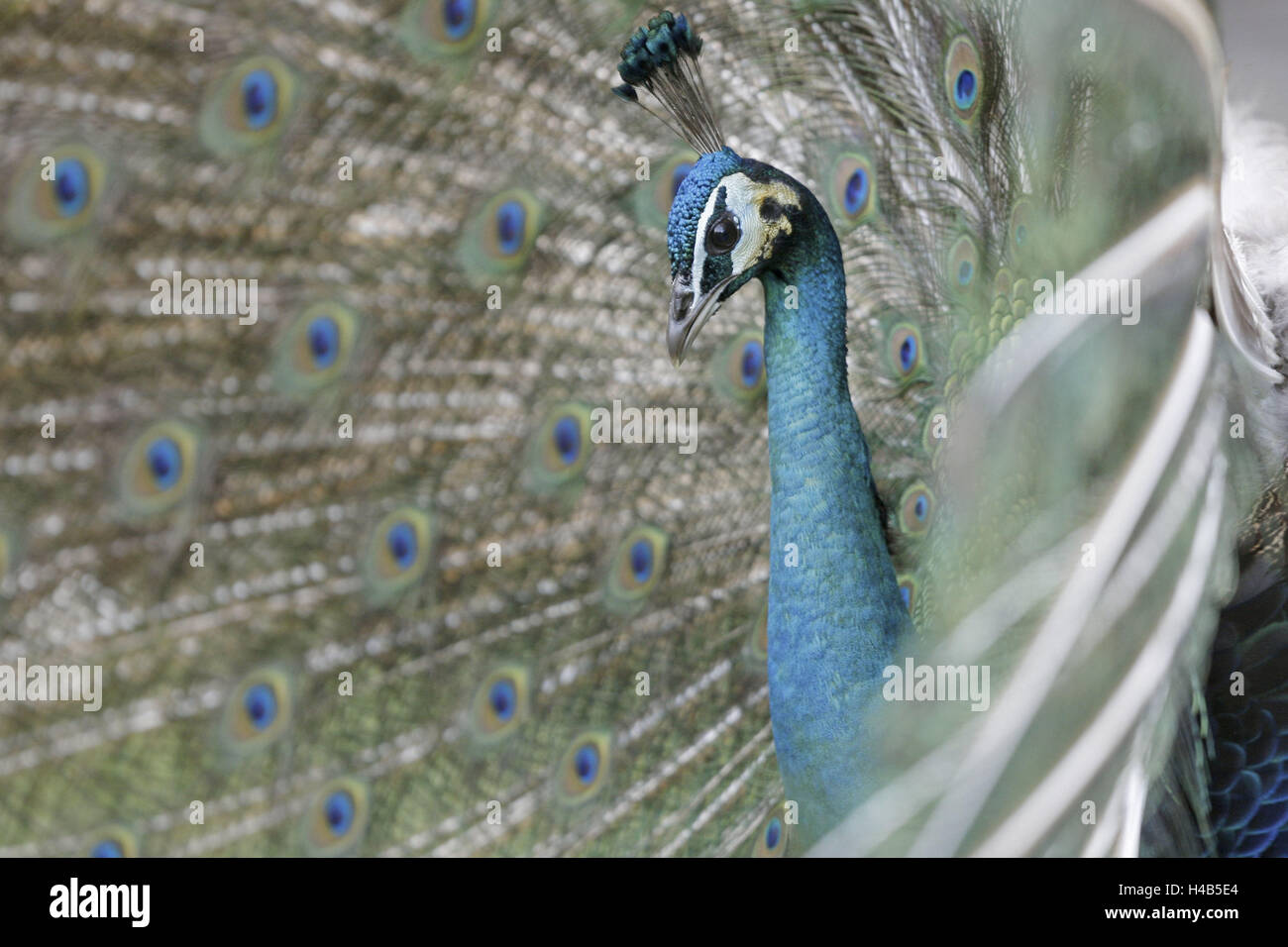 Petit paon Banque de photographies et d’images à haute résolution - Alamy