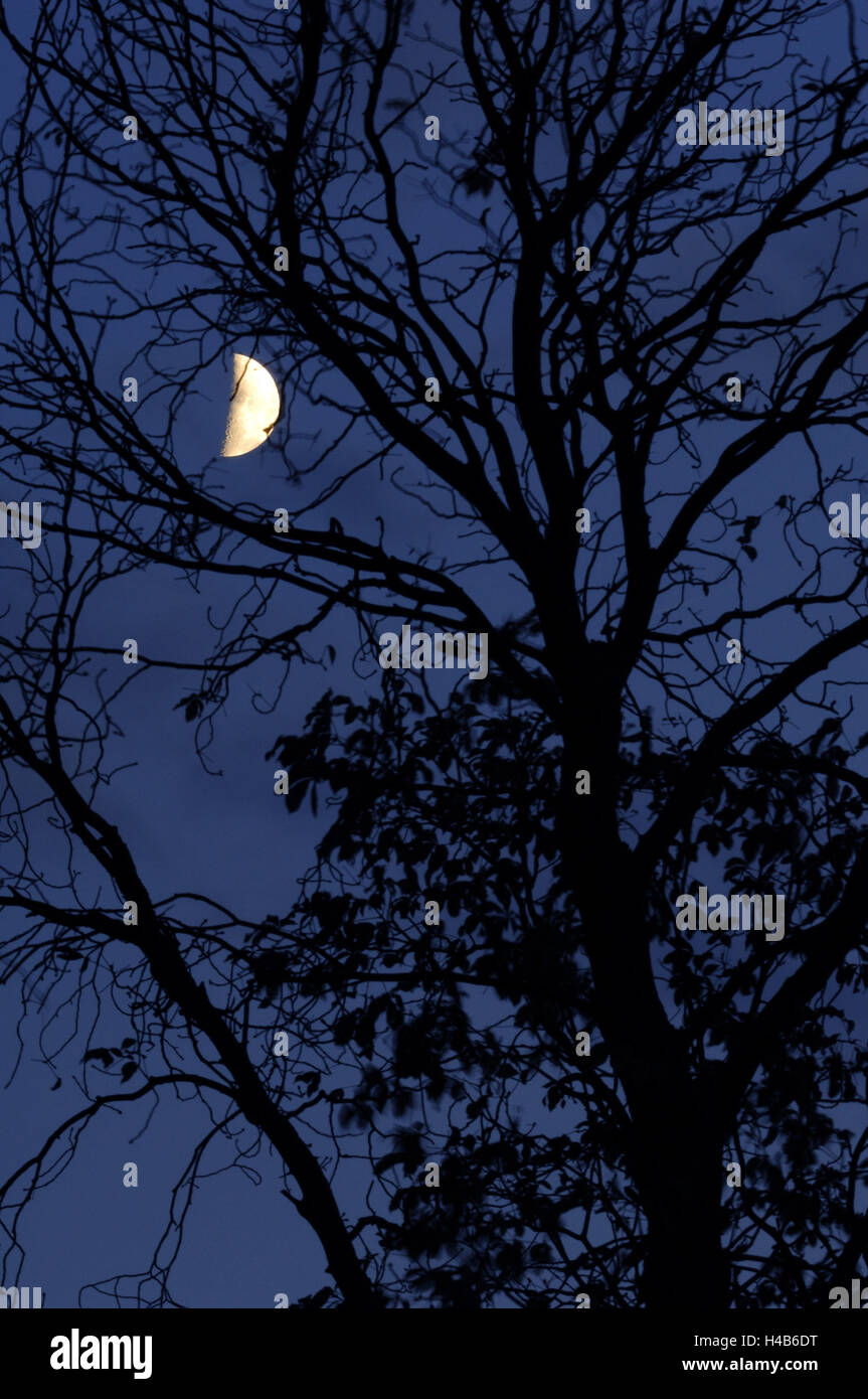 Arbre et lune Banque de photographies et d’images à haute résolution ...